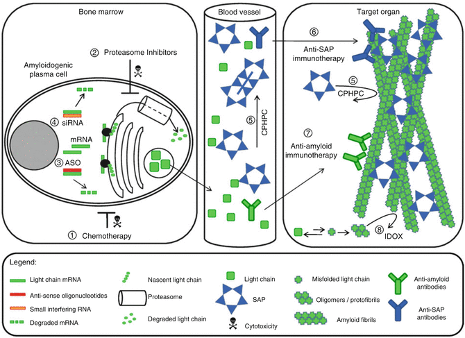 Amyloid Diseases at the Molecular Level: General Overview and Focus on ...