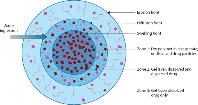 Oral Drug Delivery | Basicmedical Key