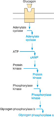 Principles of Intermediary Metabolism | Basicmedical Key