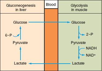 Principles of Intermediary Metabolism | Basicmedical Key