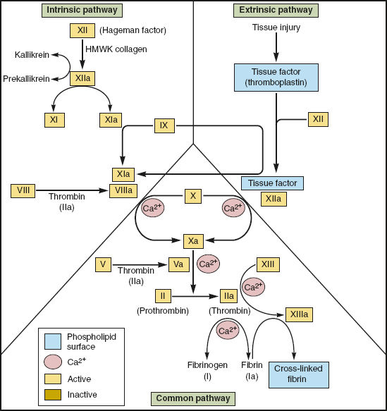 Hemostasis | Basicmedical Key