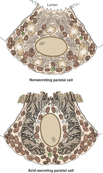 Gastric Anatomy and Physiology | Basicmedical Key