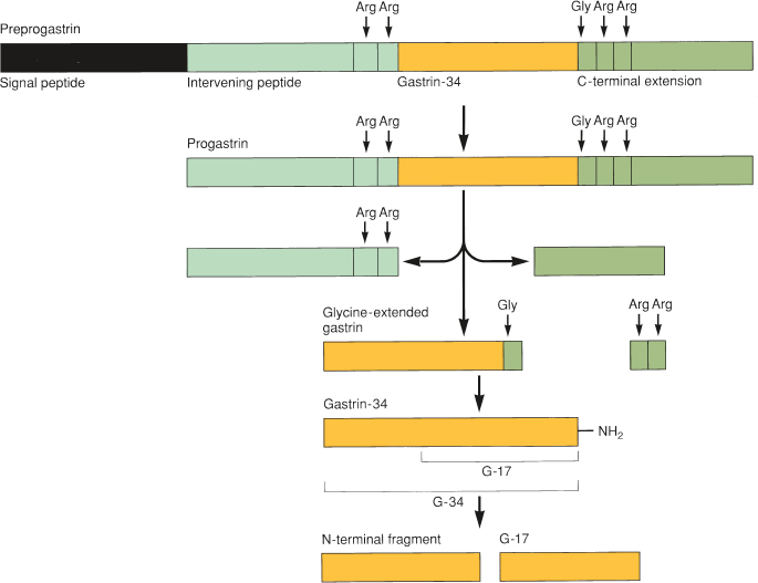 Gastric Anatomy and Physiology | Basicmedical Key