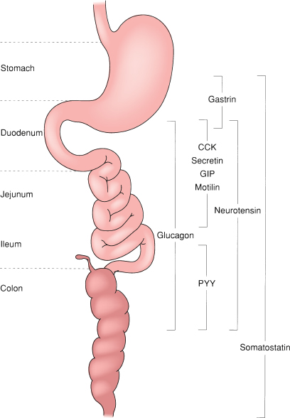 Anatomy and Physiology of the Small Intestine | Basicmedical Key