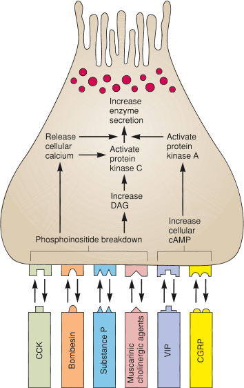 Pancreas Anatomy and Physiology | Basicmedical Key