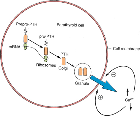 Parathyroid Glands | Basicmedical Key