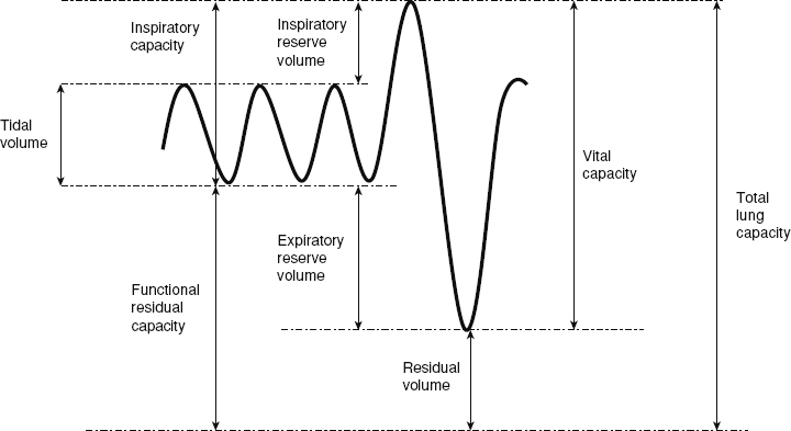 What Is Tidal Volume Quora
