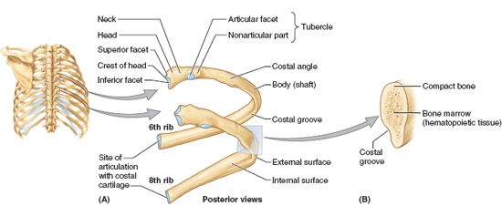 Thorax | Basicmedical Key