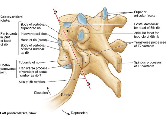 Thorax | Basicmedical Key