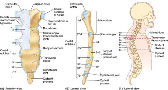 Thorax | Basicmedical Key