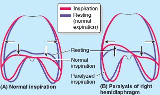 Thorax | Basicmedical Key