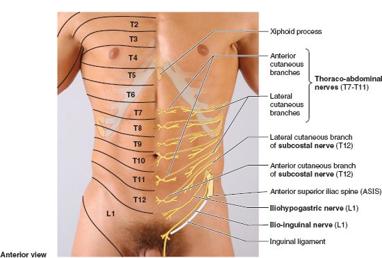 Abdomen | Basicmedical Key
