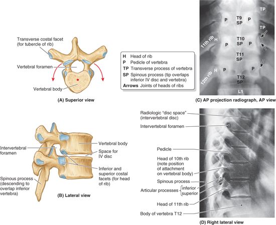 Back | Basicmedical Key