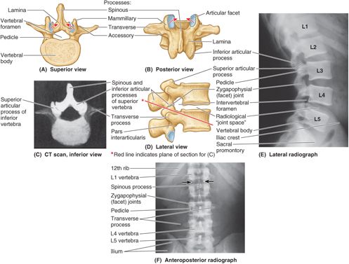 Back | Basicmedical Key