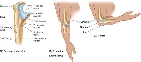 Upper Limb | Basicmedical Key