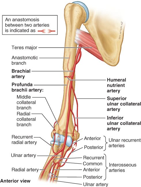 Upper Limb | Basicmedical Key