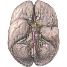 Head | Basicmedical Key