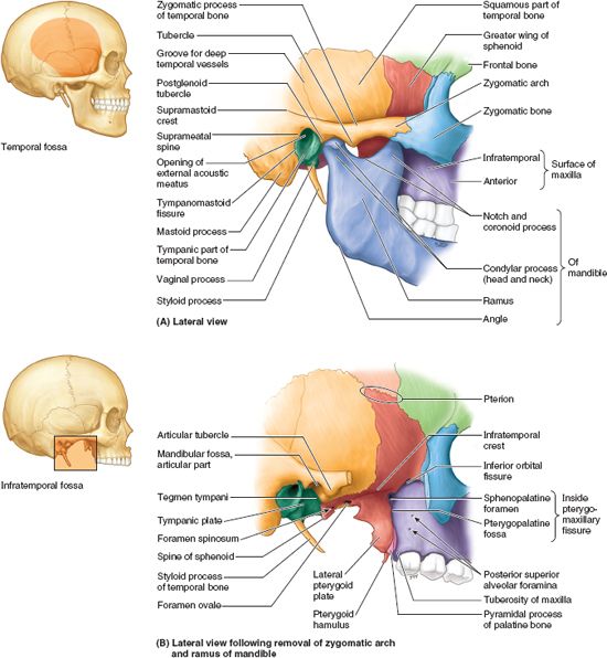 Head | Basicmedical Key