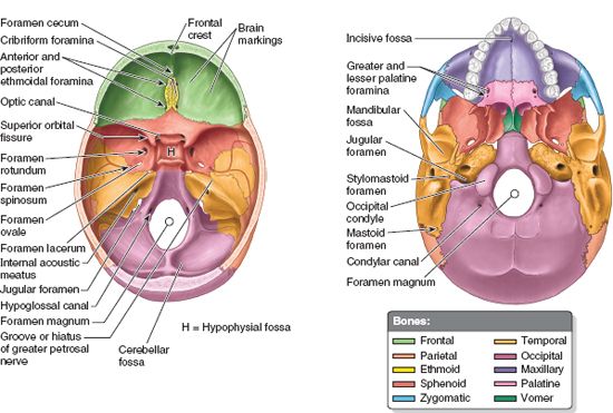 Head | Basicmedical Key