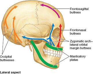 Head | Basicmedical Key