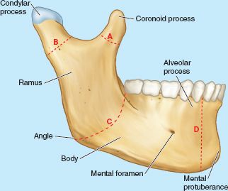 Head | Basicmedical Key