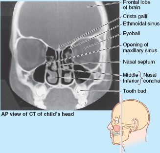 Head | Basicmedical Key
