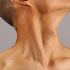 Neck | Basicmedical Key