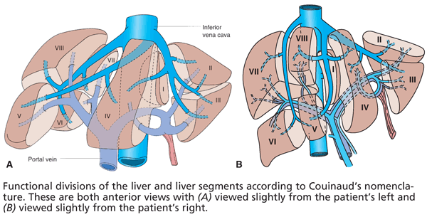 Liver | Basicmedical Key