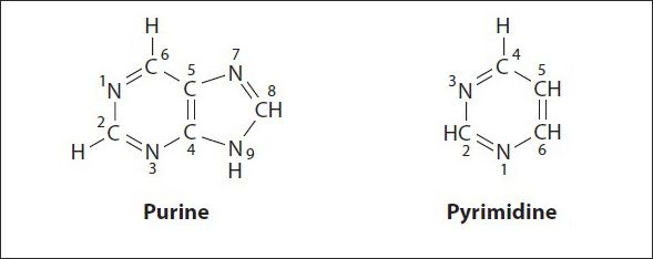 4 Nucleic Acids | Basicmedical Key