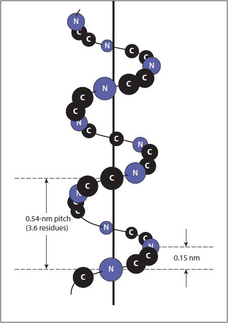 5 Protein Structure and Function | Basicmedical Key