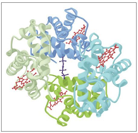 6 Hemoglobin and Myoglobin | Basicmedical Key