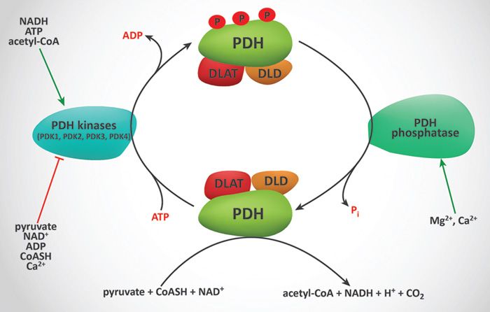 16 Pyruvate Dehydrogenase Complex and the TCA Cycle | Basicmedical Key
