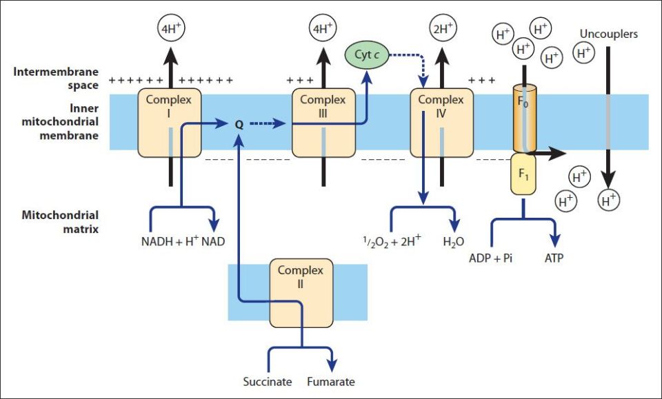 17 Mitochondrial Functions and Oxidative Phosphorylation | Basicmedical Key