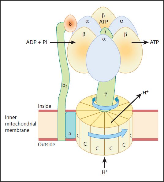 17 Mitochondrial Functions and Oxidative Phosphorylation | Basicmedical Key