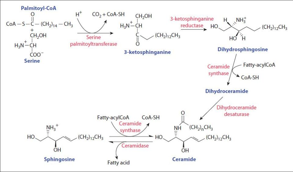 21 Lipids: Sphingolipids, Ceramides, and Glycosphingolipids ...