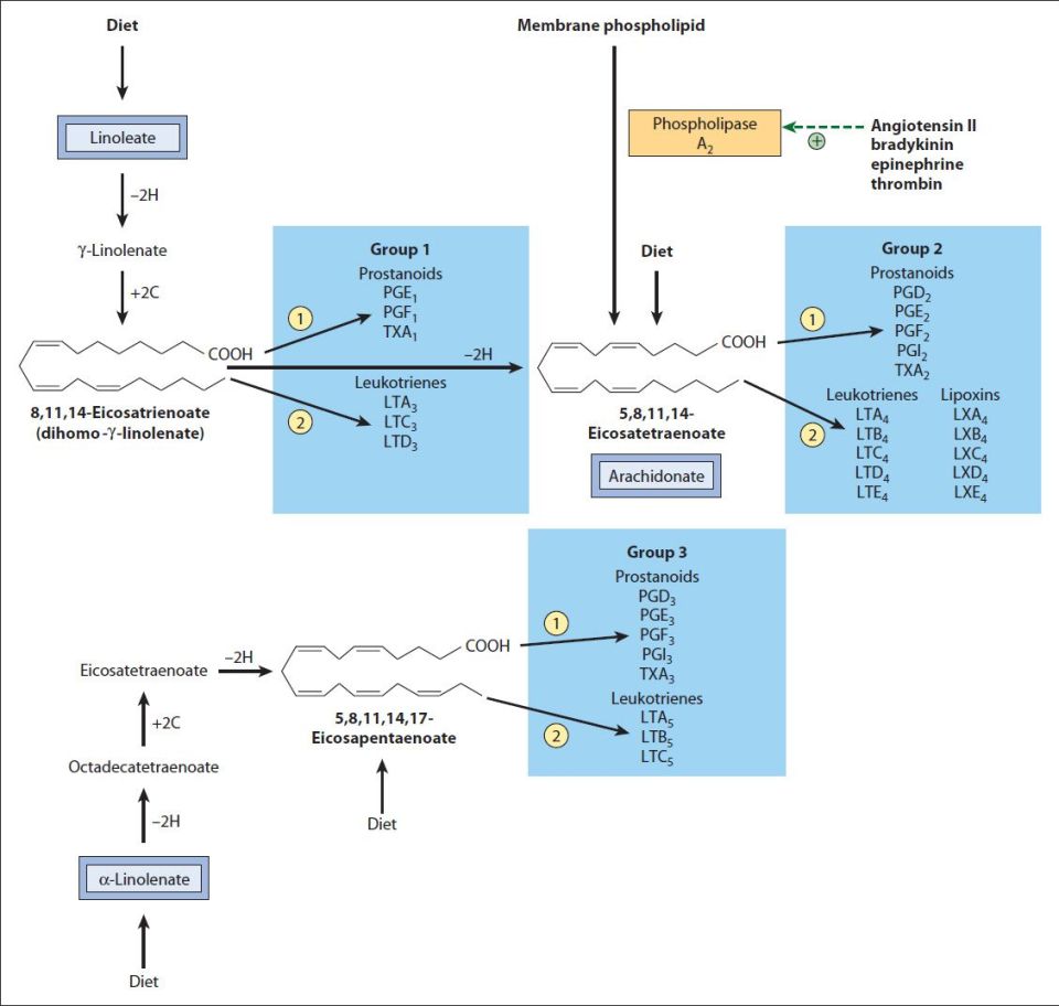22 Lipids: The Eicosanoids: Prostaglandins, Leukotrienes, and Thromboxanes | Basicmedical Key