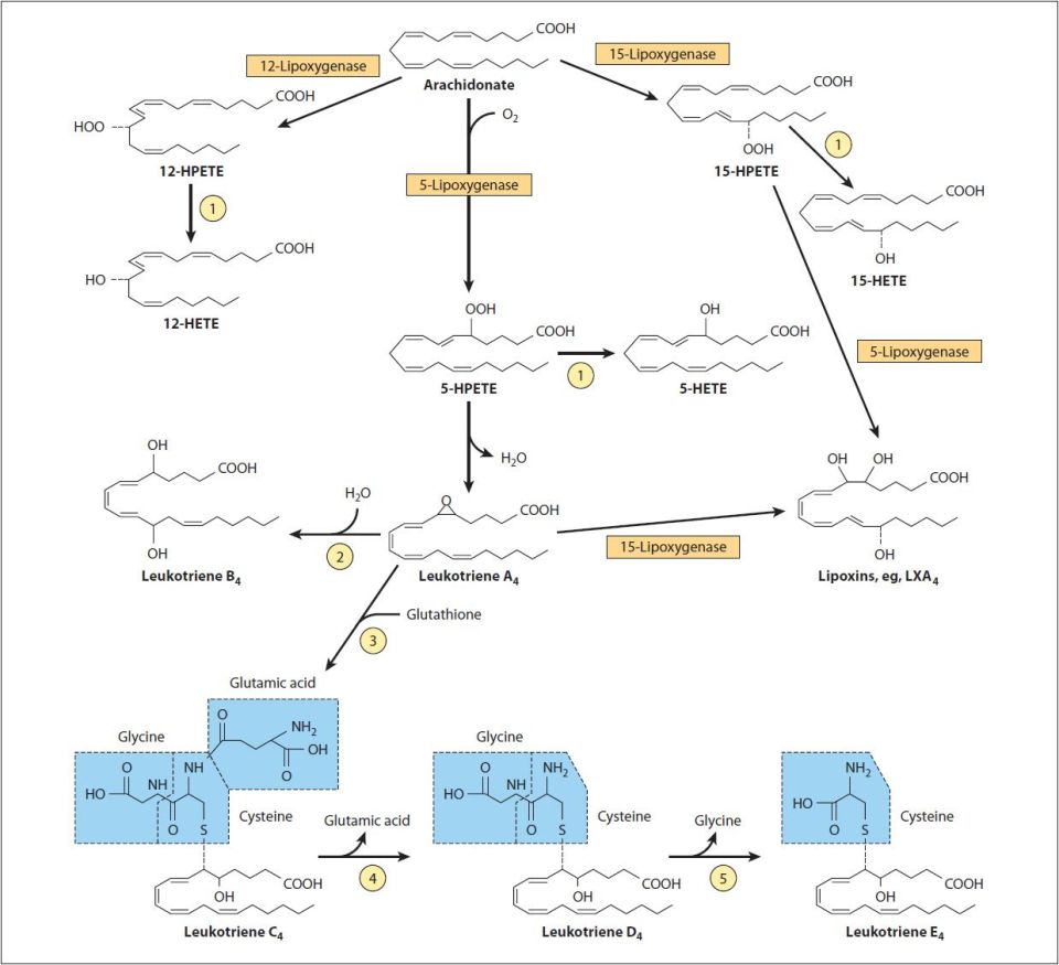 22 Lipids: The Eicosanoids: Prostaglandins, Leukotrienes, and ...