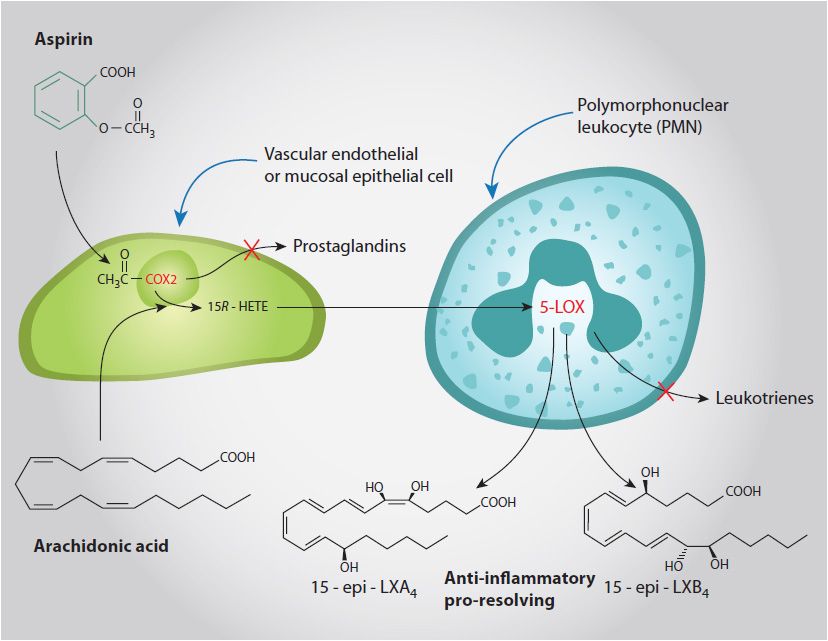 24 Lipids: Lipid Mediators of Inflammation | Basicmedical Key