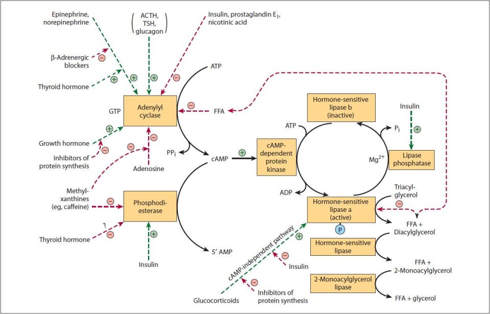 25 Lipids: Lipolysis, Fatty Acid Oxidation, and Ketogenesis ...