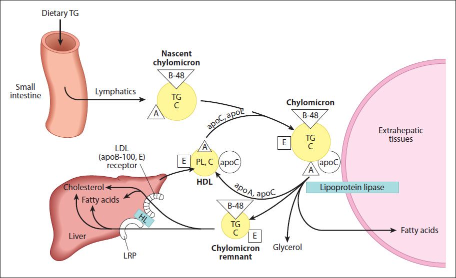 28 Lipids: Lipoproteins | Basicmedical Key