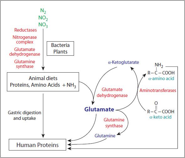 29 Nitrogen: Nitrogen Homeostasis and Disposal via Urea | Basicmedical Key