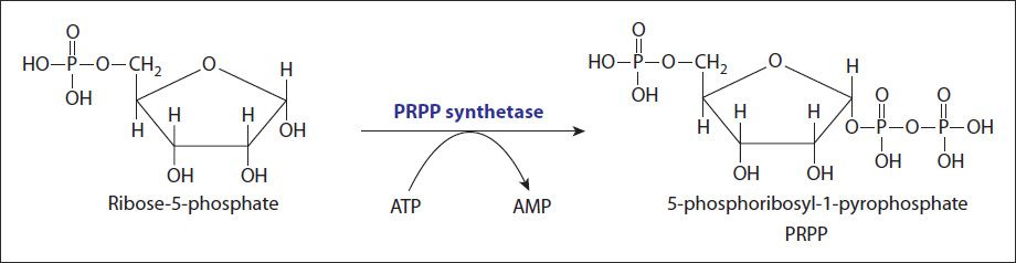 32 Nitrogen: Nucleotide Metabolism | Basicmedical Key