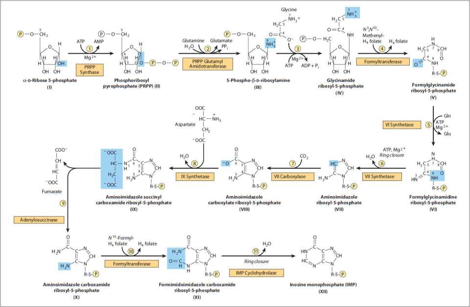 32 Nitrogen: Nucleotide Metabolism | Basicmedical Key