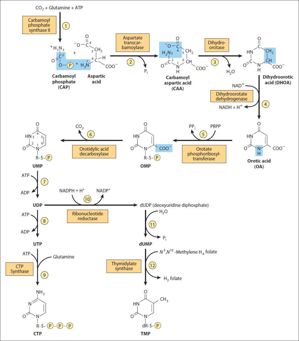 32 Nitrogen: Nucleotide Metabolism | Basicmedical Key