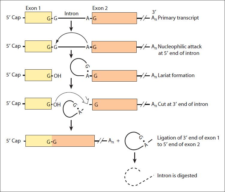 36 Transcription: RNA Synthesis, Processing, and Regulation ...