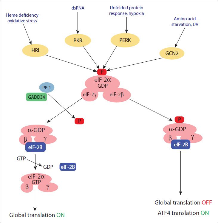 37 Translation: Protein Synthesis and Modification | Basicmedical Key