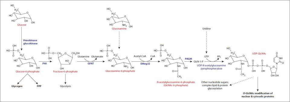 38 Glycoproteins | Basicmedical Key