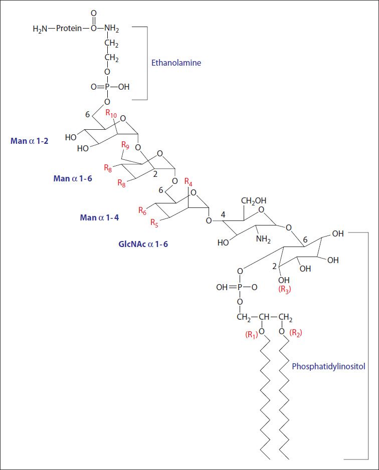 38 Glycoproteins | Basicmedical Key