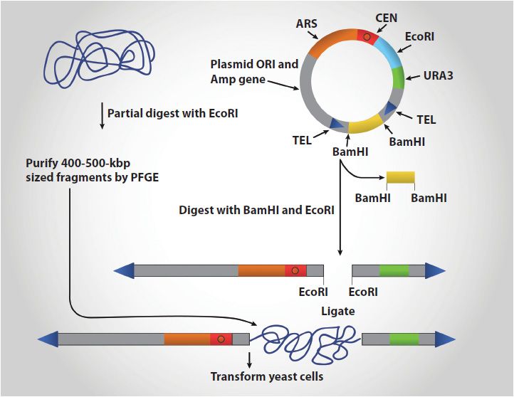 41 Molecular Biology Tools | Basicmedical Key