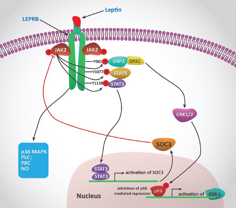 45 Adipose Tissue and Obesity: Associated Metabolic Disturbances ...